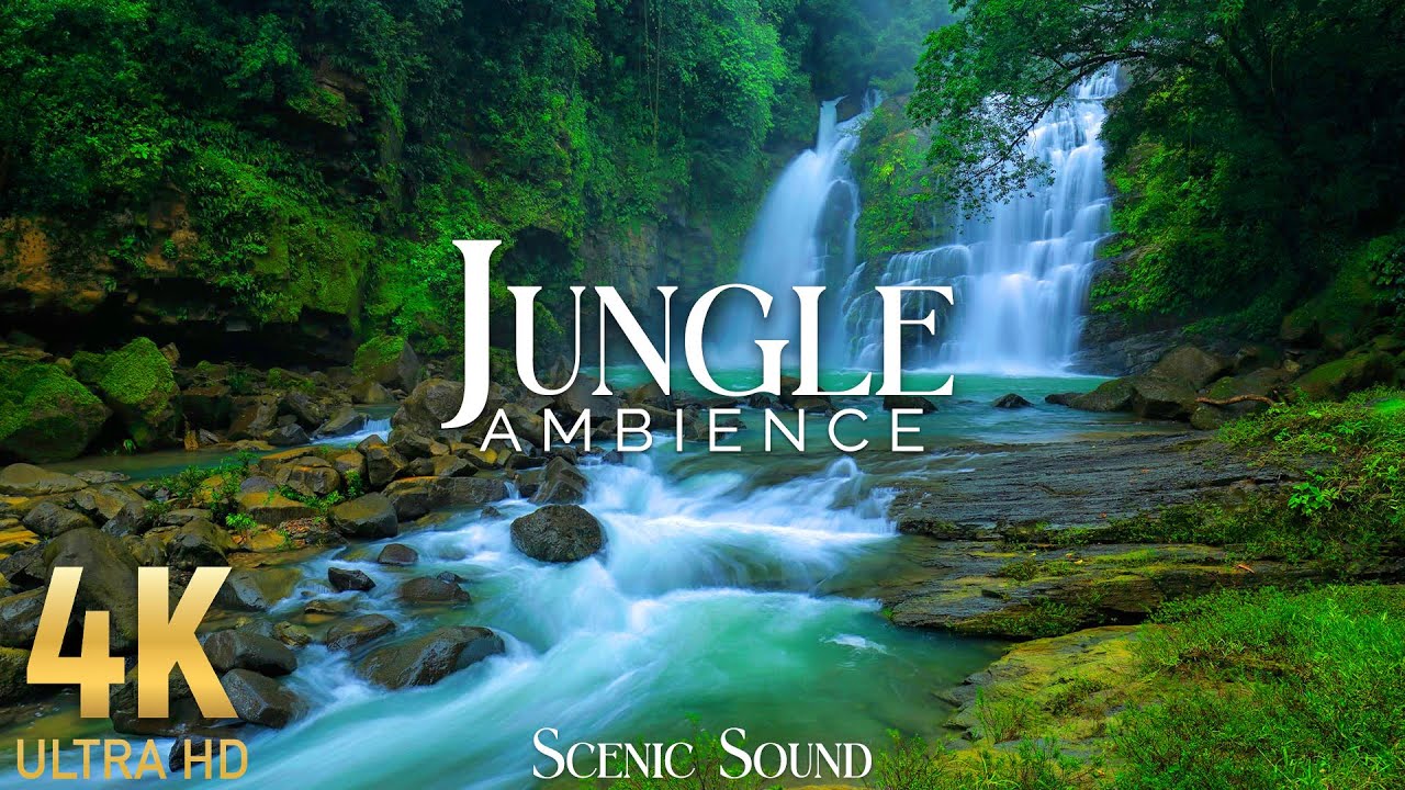 Jungle Ambience 4K - Forest Relaxing Ambiences & White Noise by Scenic ...