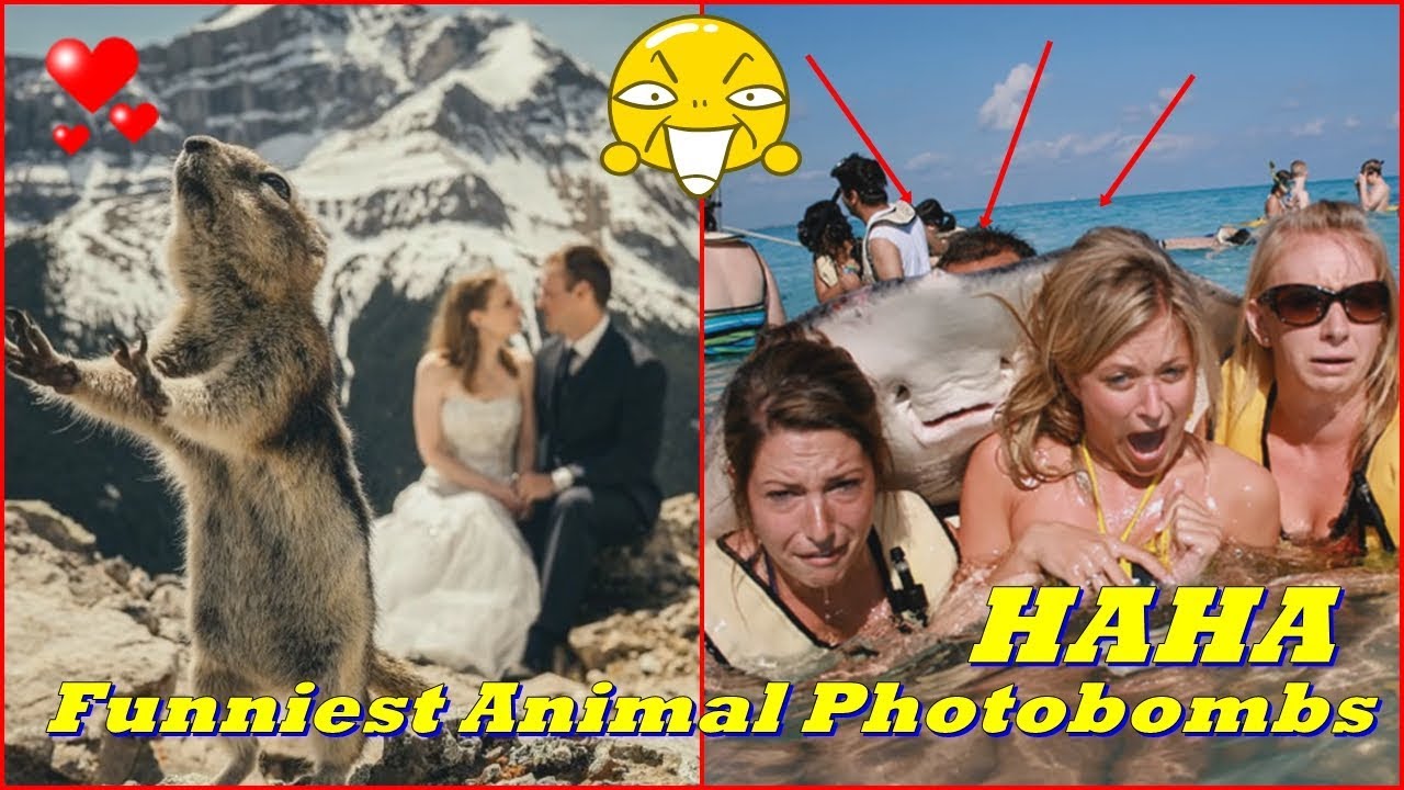 30 Of The Funniest Animal Photobombs Ever - YouTube