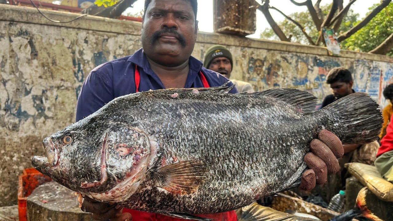 KASIMEDU 🔥 SPEED SELVAM | BIG KODUVA FISH CUTTING VIDEO | 4K VIDEO | KM ...