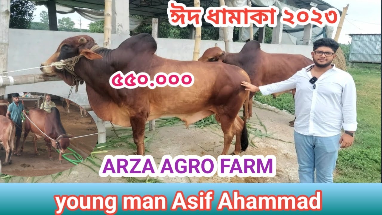 Qurbanir Gorur price 2023 !! young man Asif Ahammad !! Arza agro farm - YouTube