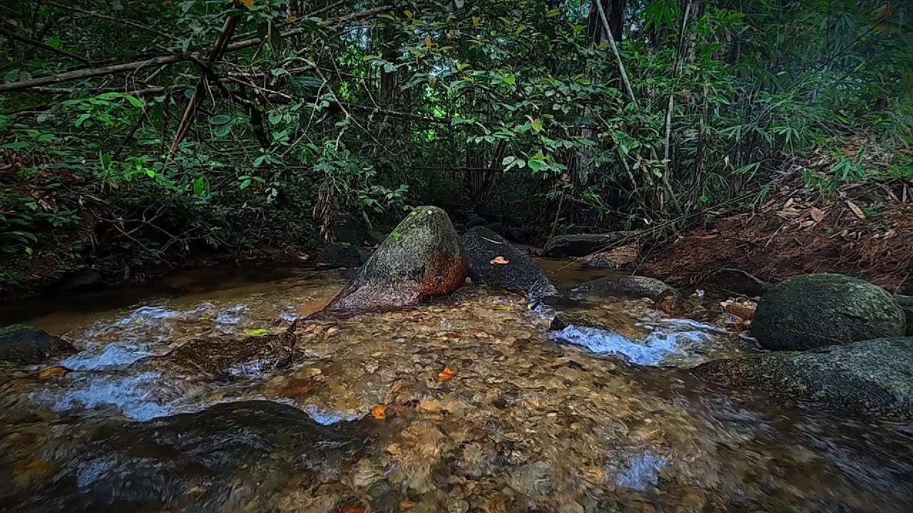 Relax with the sounds of nature, victorious tropical forests, sleep ...