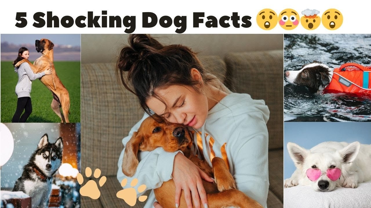 5 Shocking Dog Facts 🤯😲 that will blow your mind. - YouTube