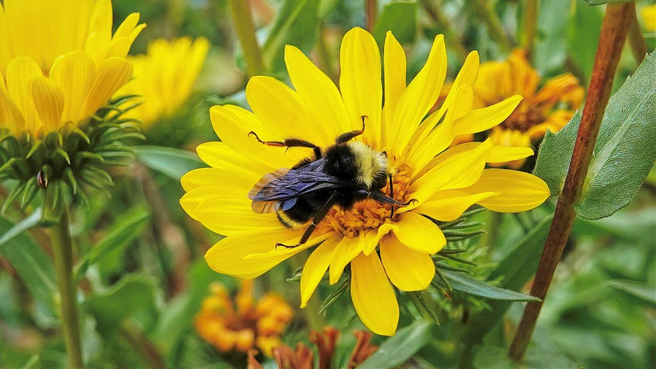 Sleeping Bumble Bees In My Pollinator Garden - YouTube