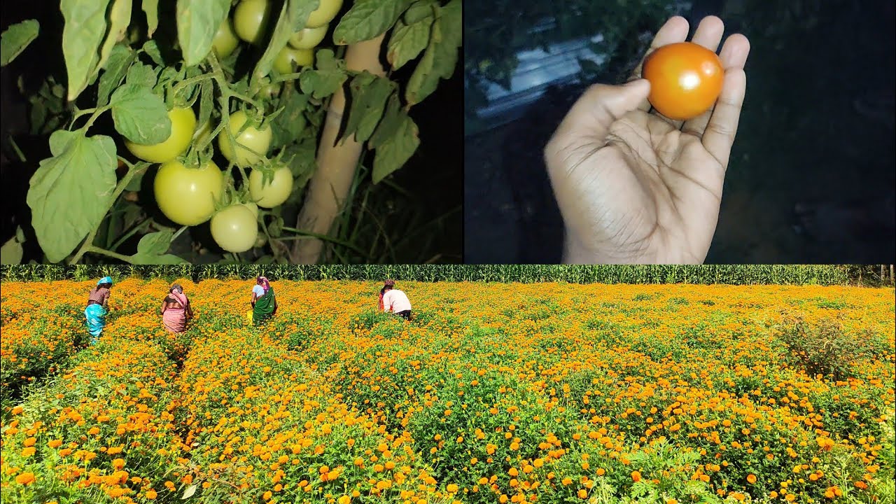 Exploring Village At Night : Taza Taza Tamatar 🍅 Direct Khet Se 😍Aur Beautiful Flower Ka Khet 🌼 ...