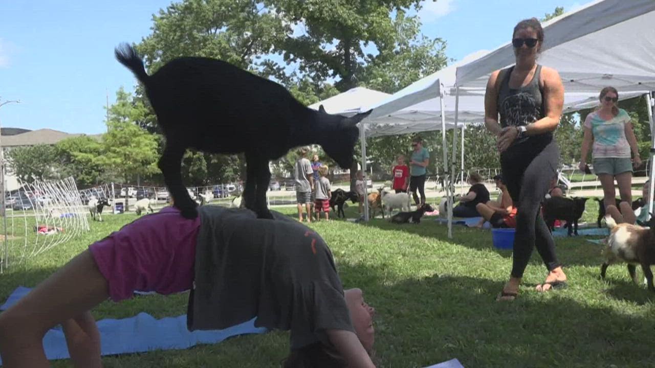 How goat yoga provides stress relief - YouTube