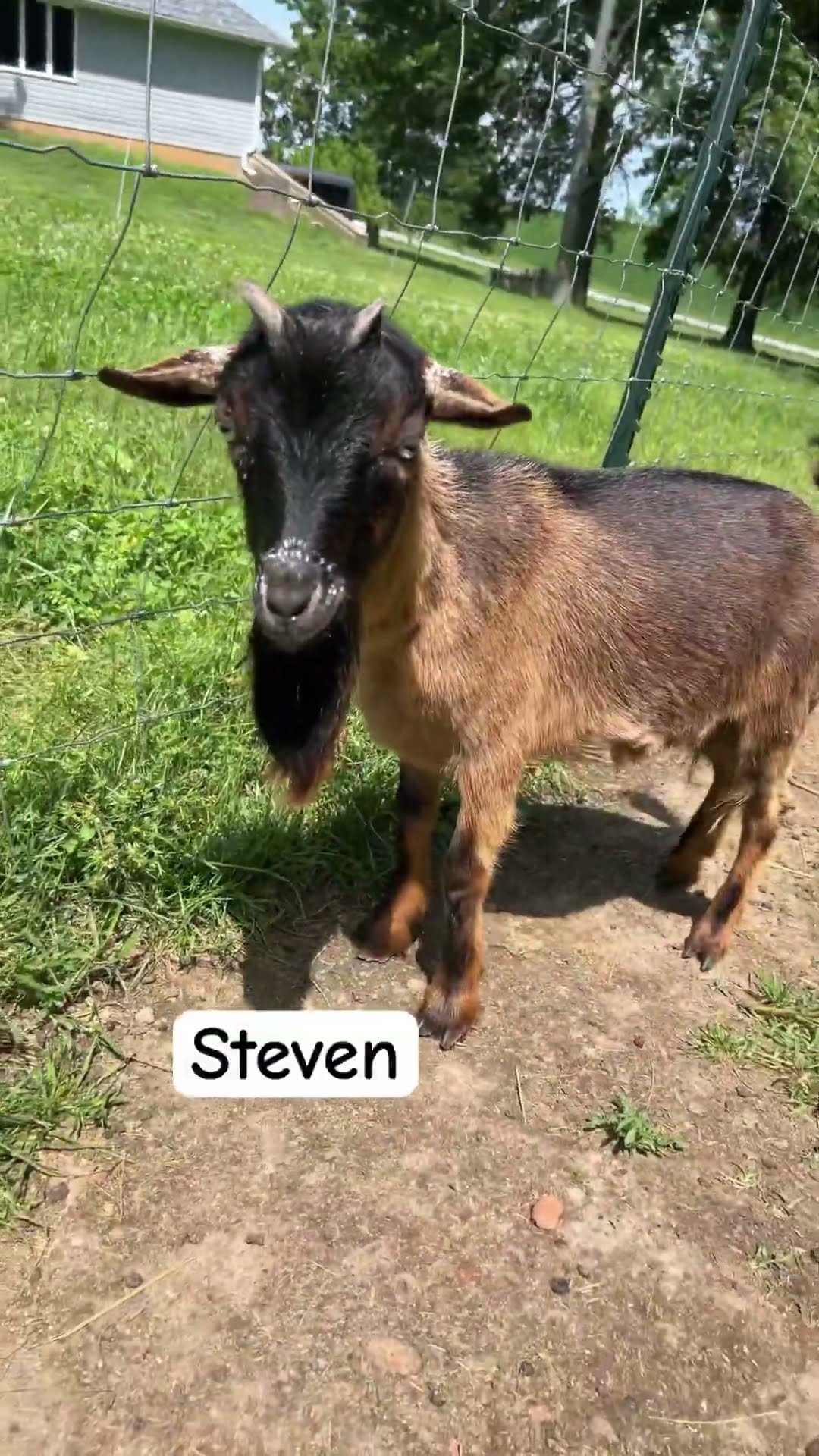 Da Goats #goat #farmlife #comedy #farmlifestyle #funny - YouTube