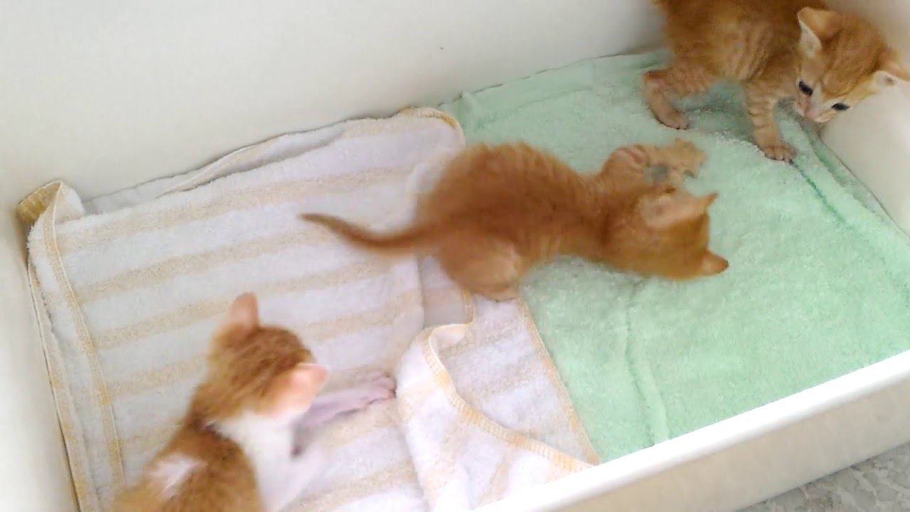 3 kittens' playing together - YouTube