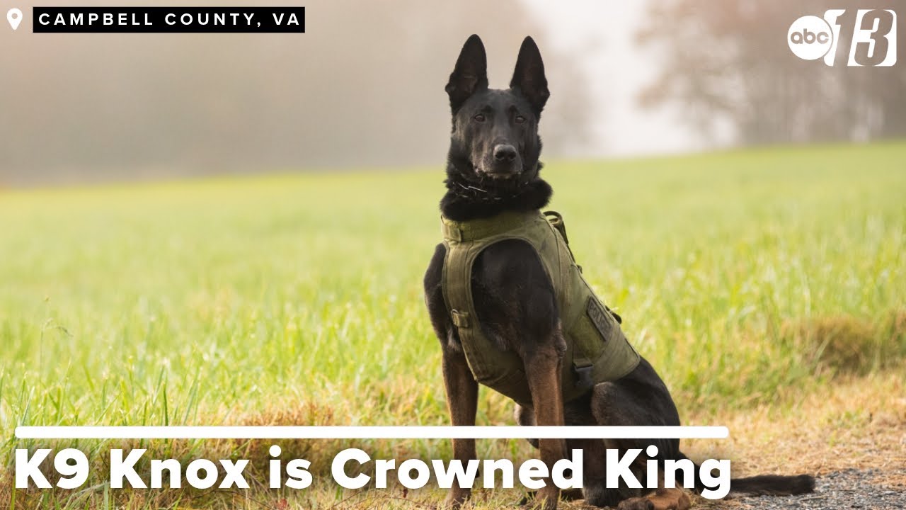 K9 Knox crowned king in Virginia's canine calendar contest - YouTube