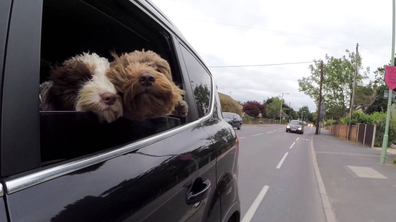 COCKAPOO DOGS IN A CAR - YouTube