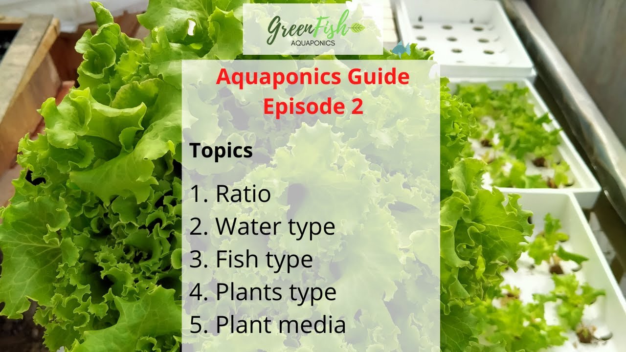 Aquaponics Guide E2 | How to calculate fish tank water volume - YouTube