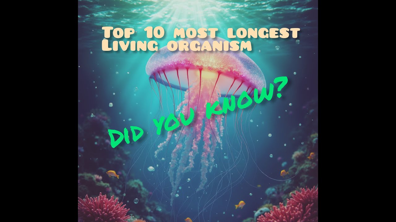 The top 10 most longest life span of organisms - YouTube