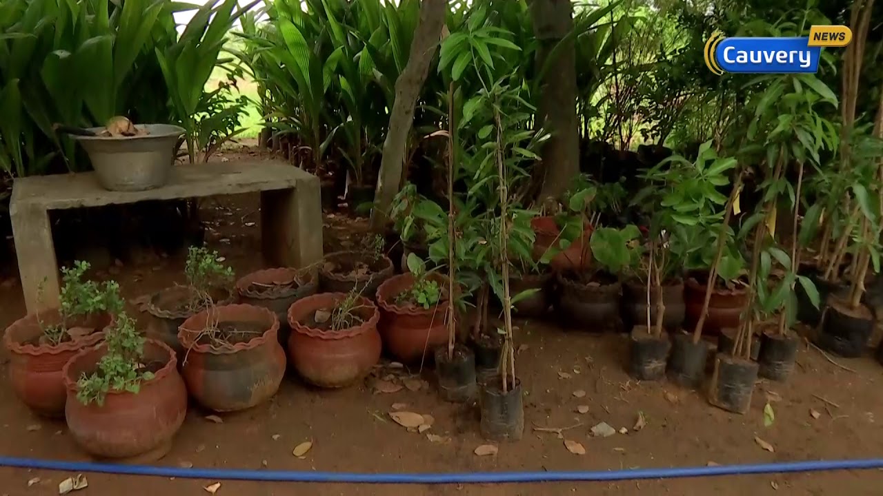 பாரம்பரிய பழ செடிகளை விற்பனை செய்யும் விவசாயி | Manvasanai - YouTube