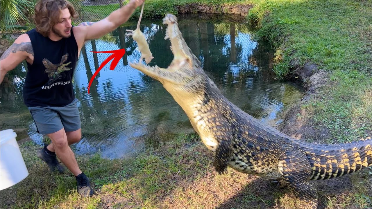 When Crocodiles FLY! - YouTube