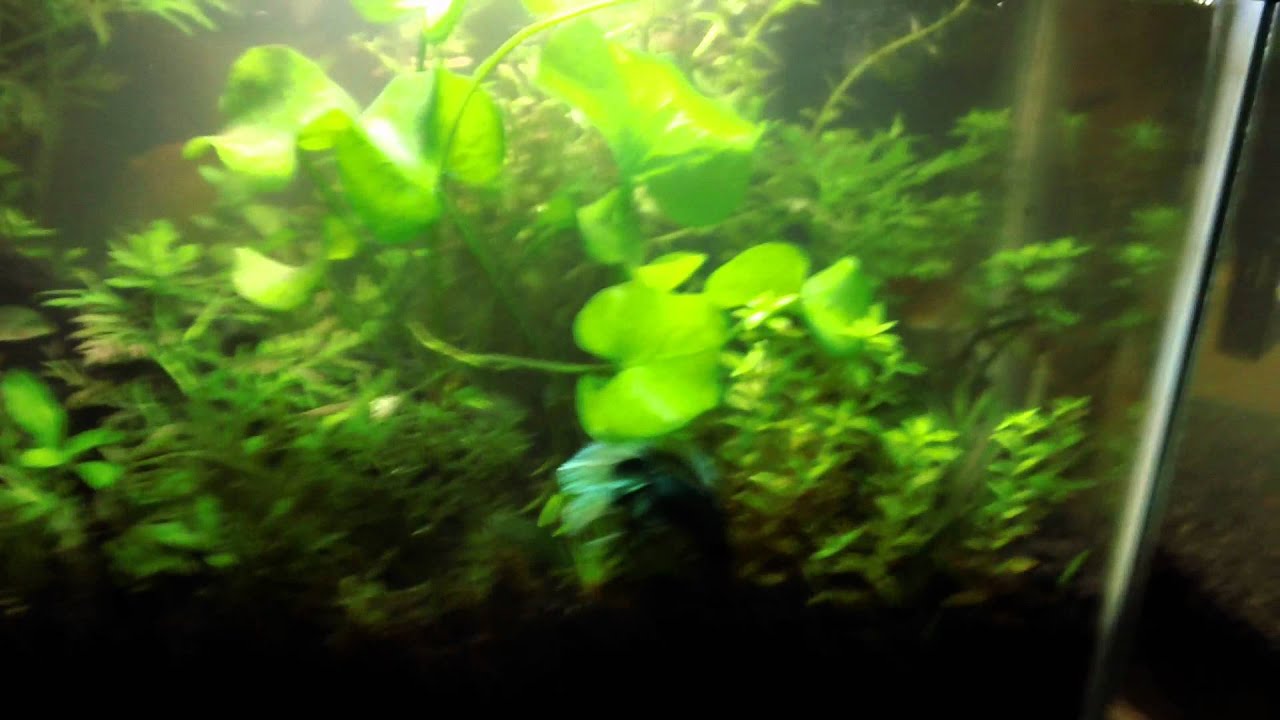 New!! 5 Gallon Hex and 6 Gallon Marineland Eclipse Dirted Tanks ...