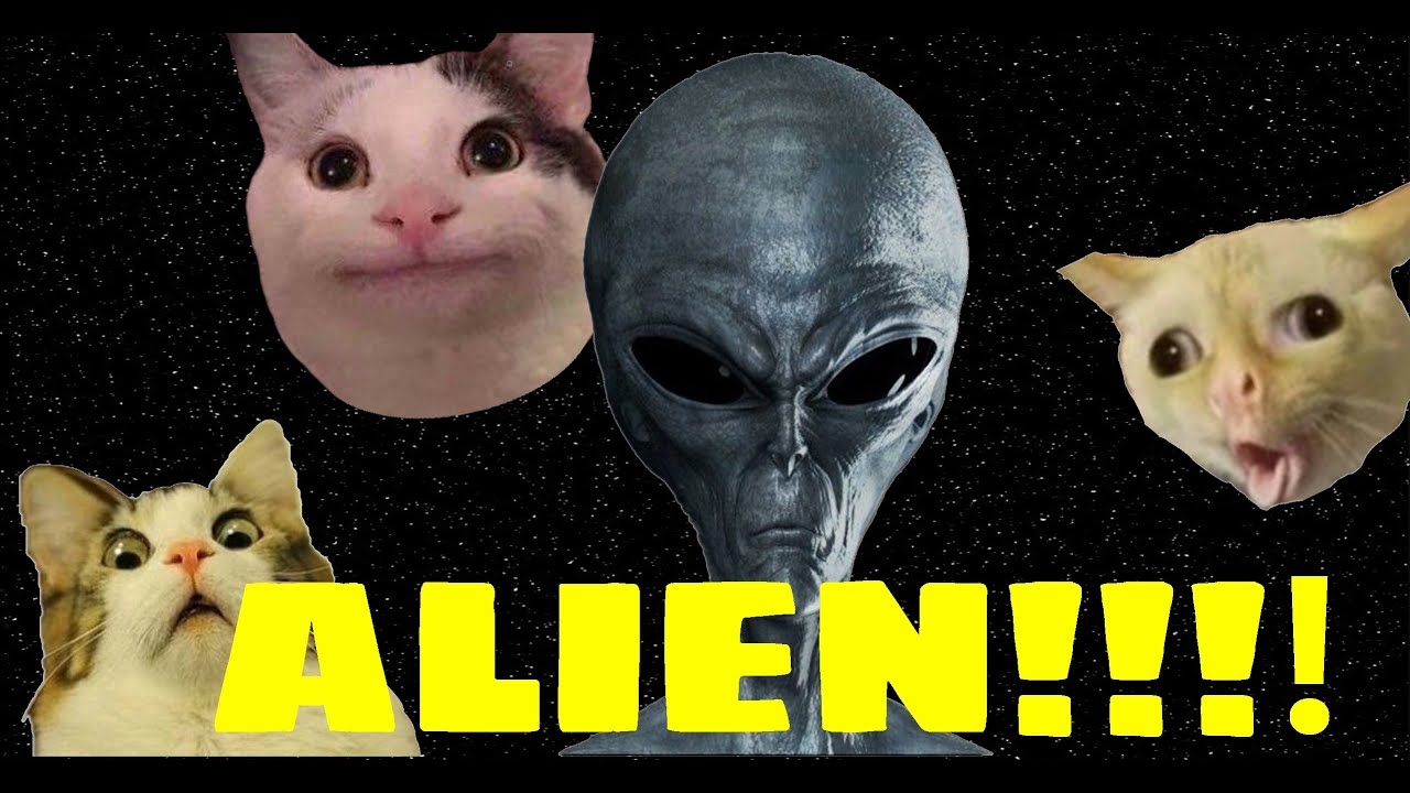 THEY ARE ALIENS (Funny Cat Videos Compaliton 2020) - YouTube