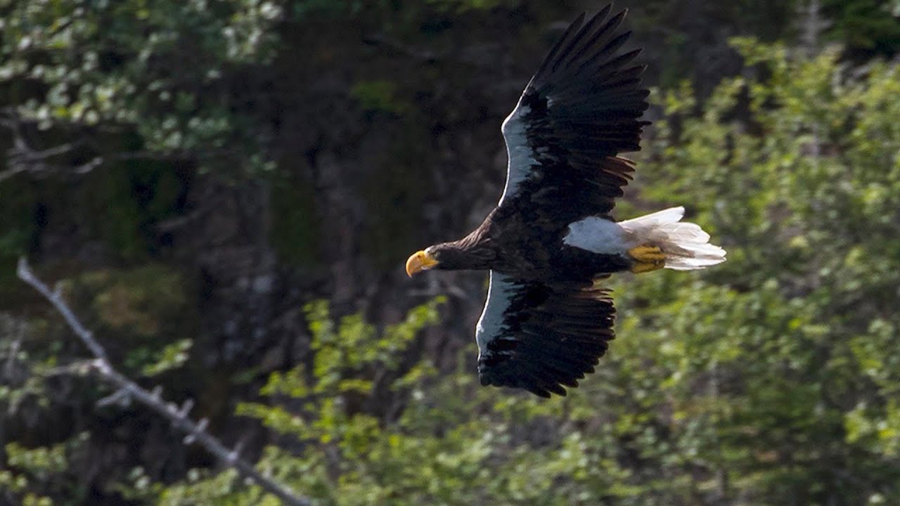 Bird watchers flock to Newfoundland national park to catch glimpse of ...
