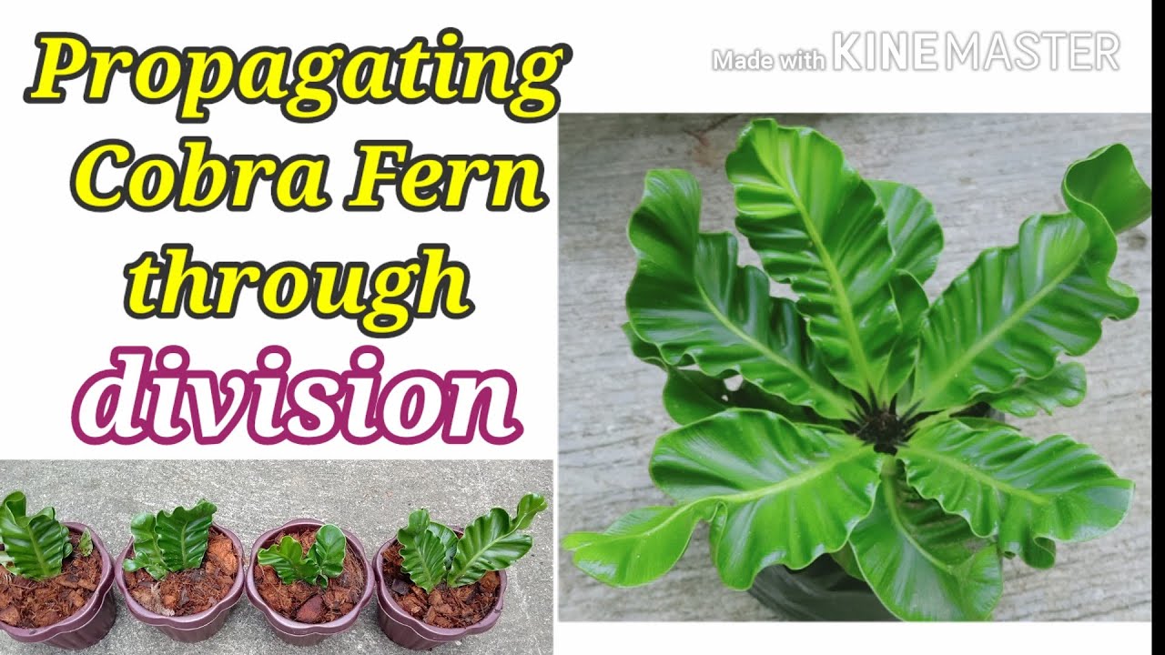 Cobra Fern propagation and care tips - YouTube