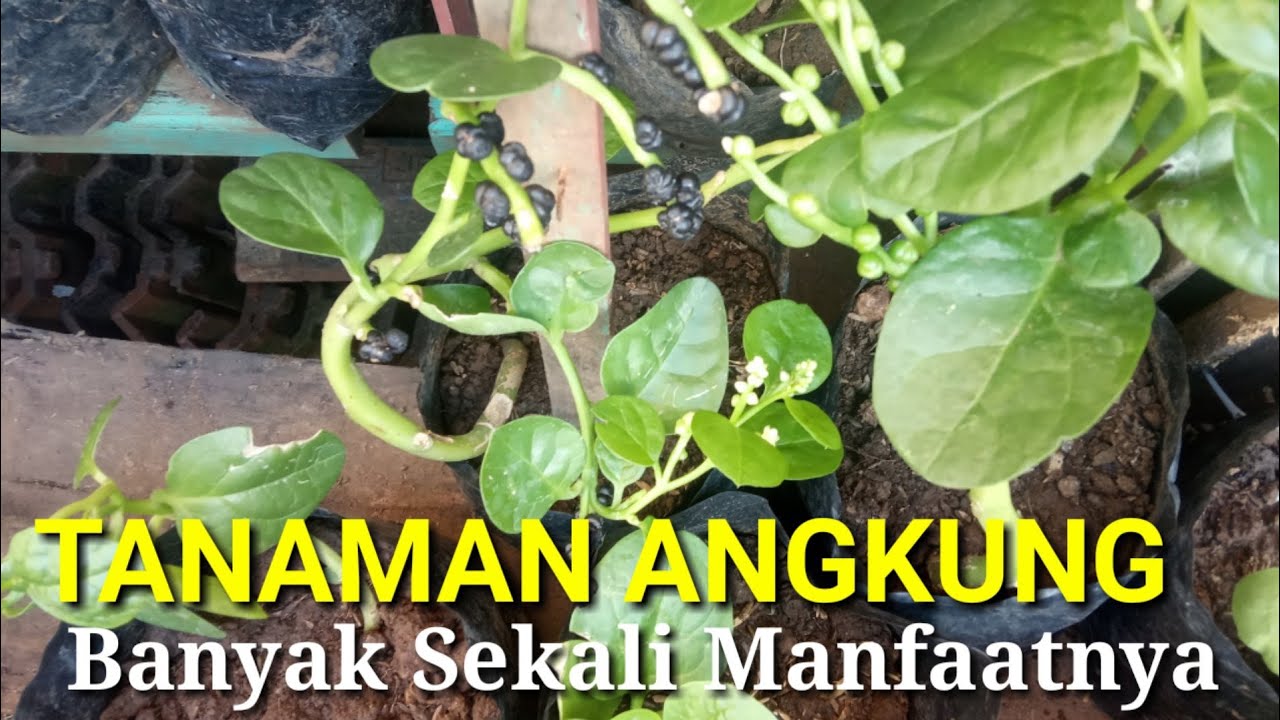 ANGKUNG // TANAMAN OBAT YANG BERKHASIAT - YouTube