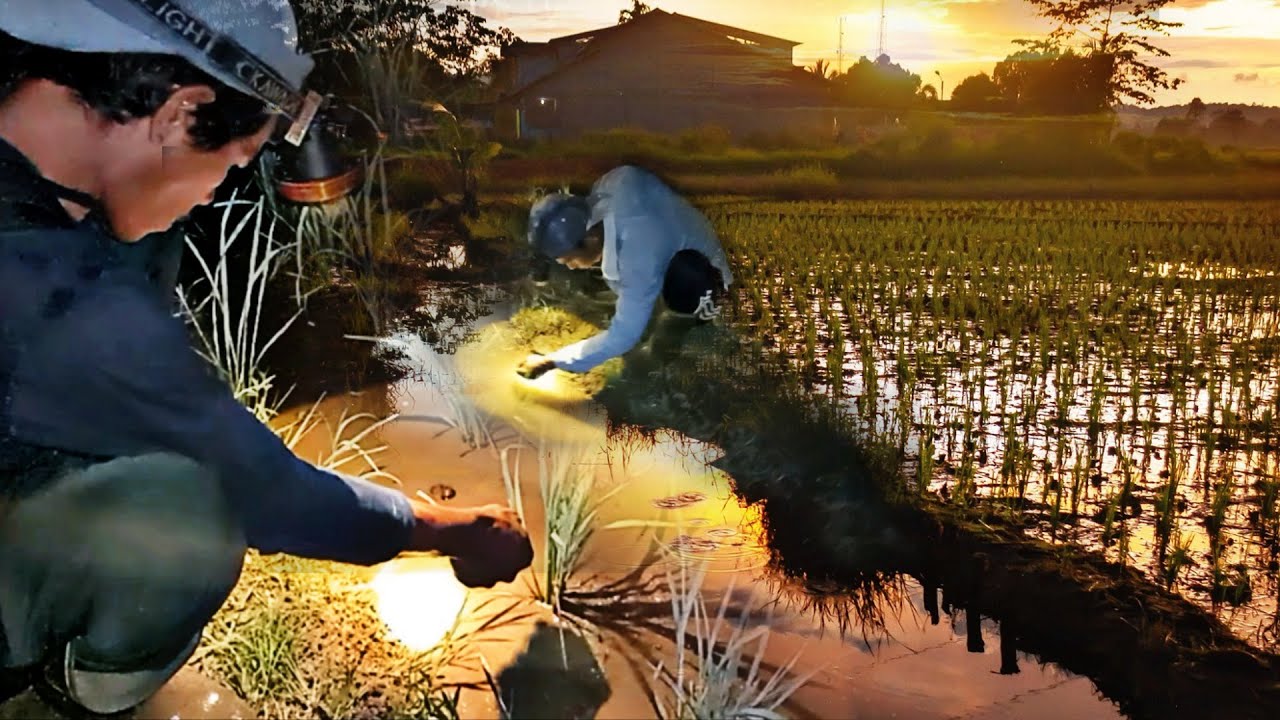 MANCING BELUT SAWAH MALAM HARI STRIKE TIADA HENTI (part two) - YouTube