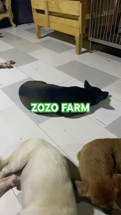 ZOZO FARM 26/11/2024 #cuumangchomeo #pets #animals #doglover #cuuho - YouTube