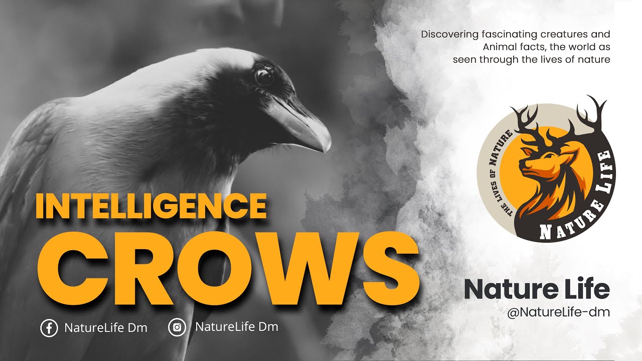 Ravens of Insight: Discovering the Wisdom of Crows😱#CrowsWisdom # ...