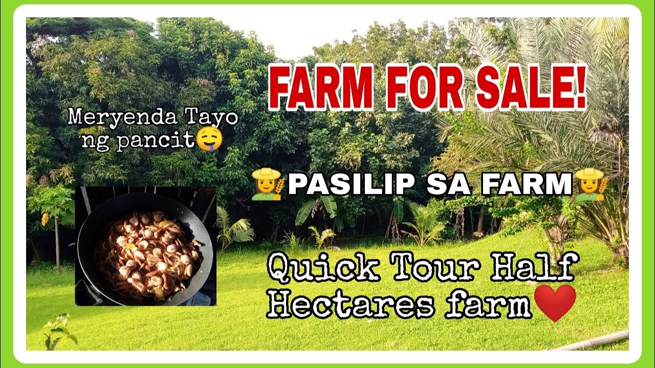 QUICK TOUR SA FARM | FARM FOR SALE HALF HECTARES #farmlife #farmforsale ...