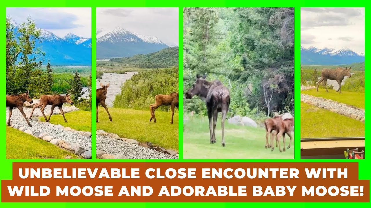 You're Not Going To Believe This! Close Encounter With A Wild Moose ...