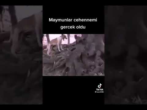 MAYMUNLAR CEHENNEMİ GERÇEK OLUYOR!!!