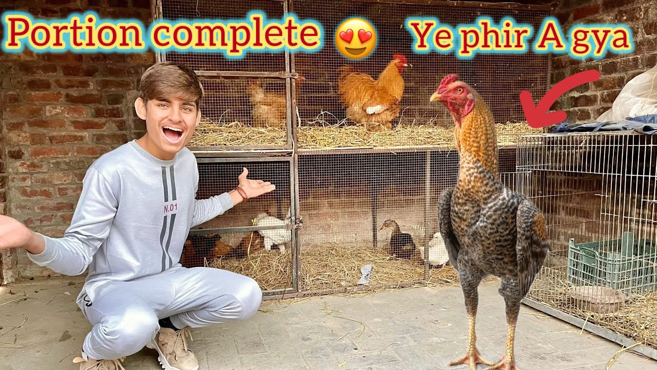 Murgiyon k cage ka portion complete || ye murga phir setup par a gya😜 - YouTube