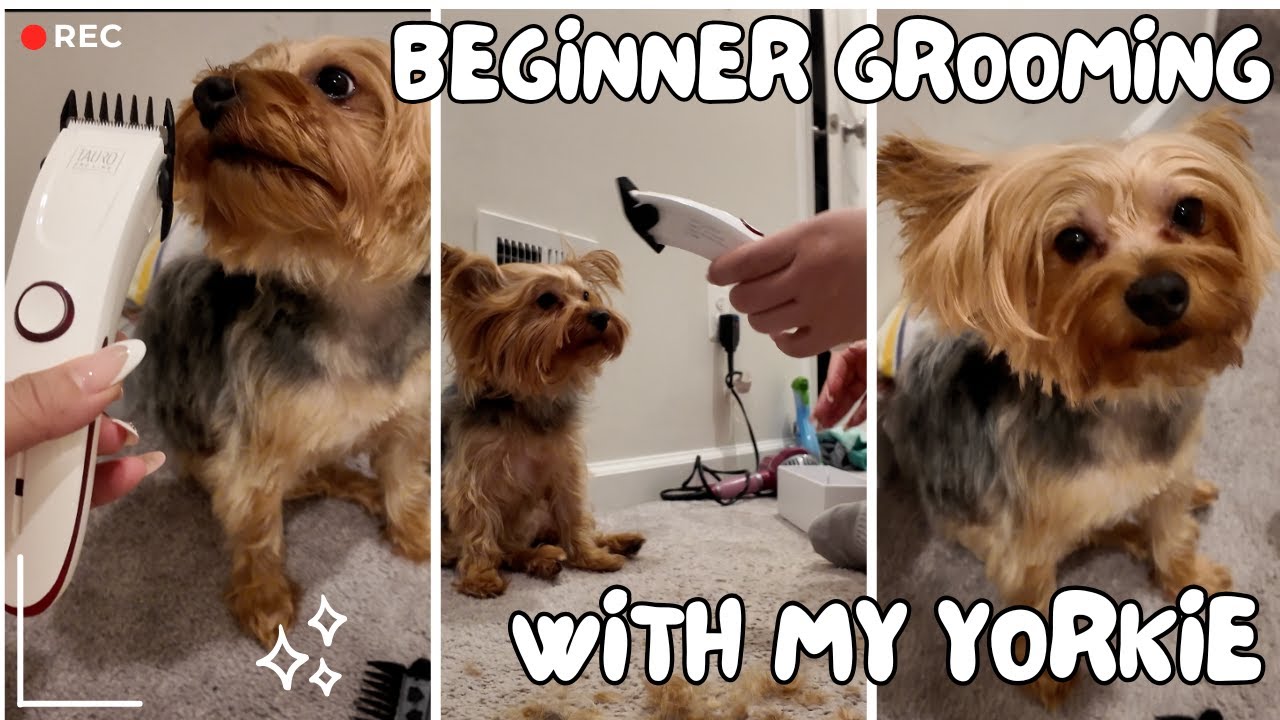 Beginner Yorkie Grooming with Superior Care Products! - YouTube