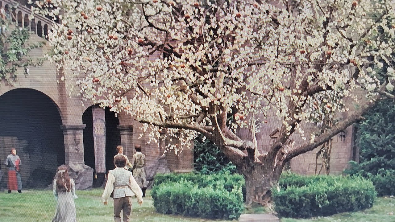 Under the lotus tree - YouTube