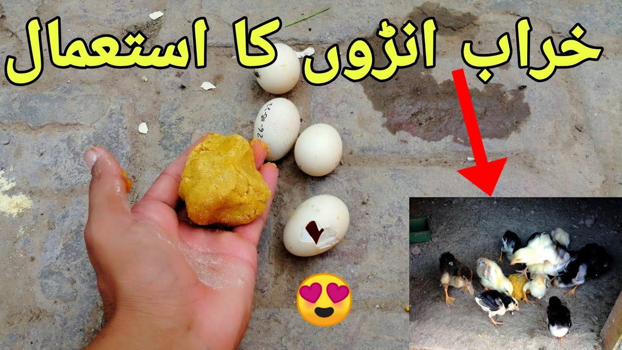 How to incubate chicks with bad eggs | Chicks weight gainer formula ...