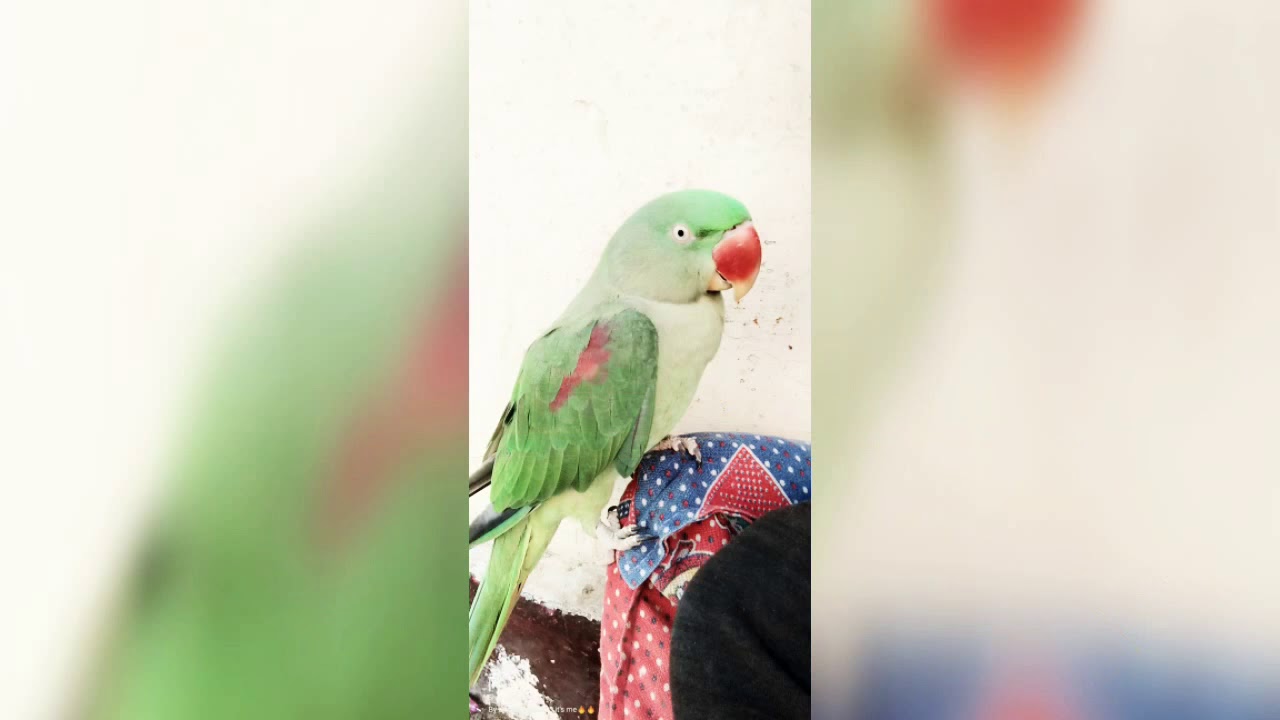 Alexandrian parrot journey Beautiful parrot must watch - YouTube
