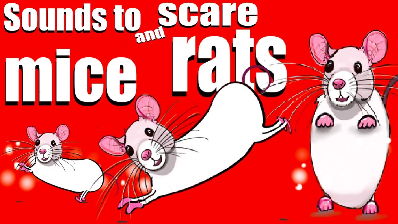 Sounds to scare mice away. 1 . How to stop those scratching mouse ...