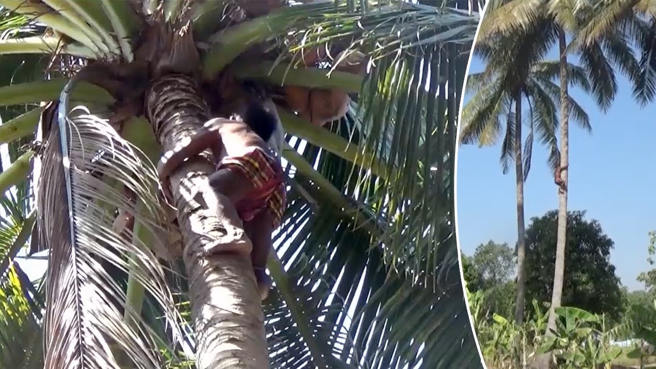 Pensioner Climbs Up 90ft High Coconut Trees - YouTube