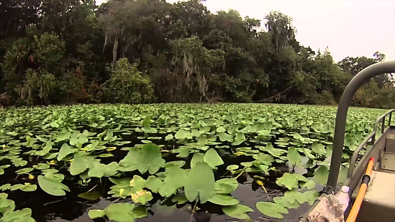 SPS LONGTAIL / DUNNS CREEK /BASS FISHING - YouTube