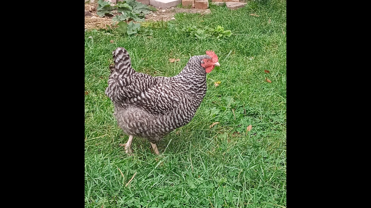Barred Rock laying hens 😍🐔🥚#chicken #laying hens #brown eggs #barred ...