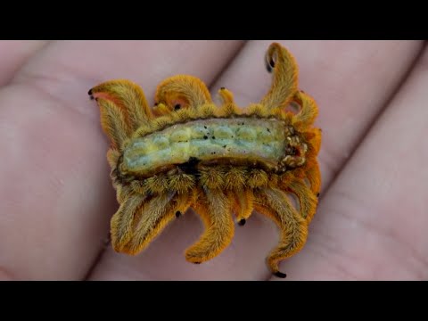 Where Are Hag Moth Caterpillars Found