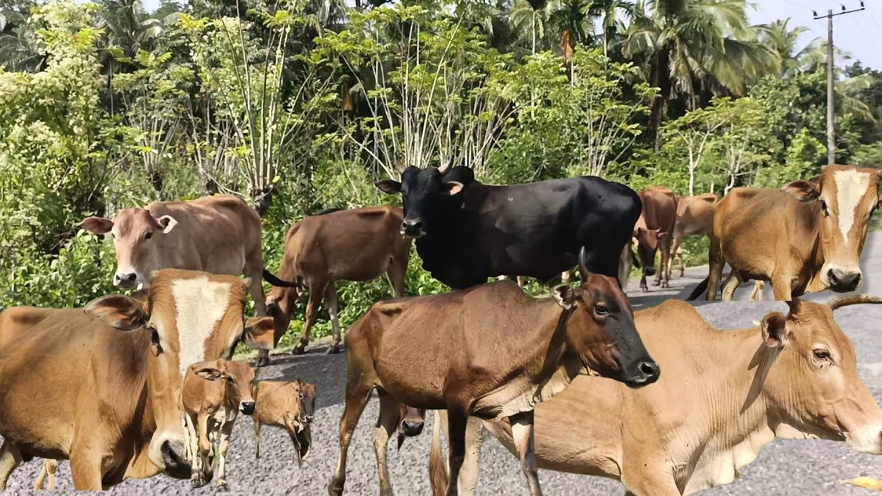 lembu, sapi, berkeliaran di sepanjang jalan kebun. perternakan lembu ...