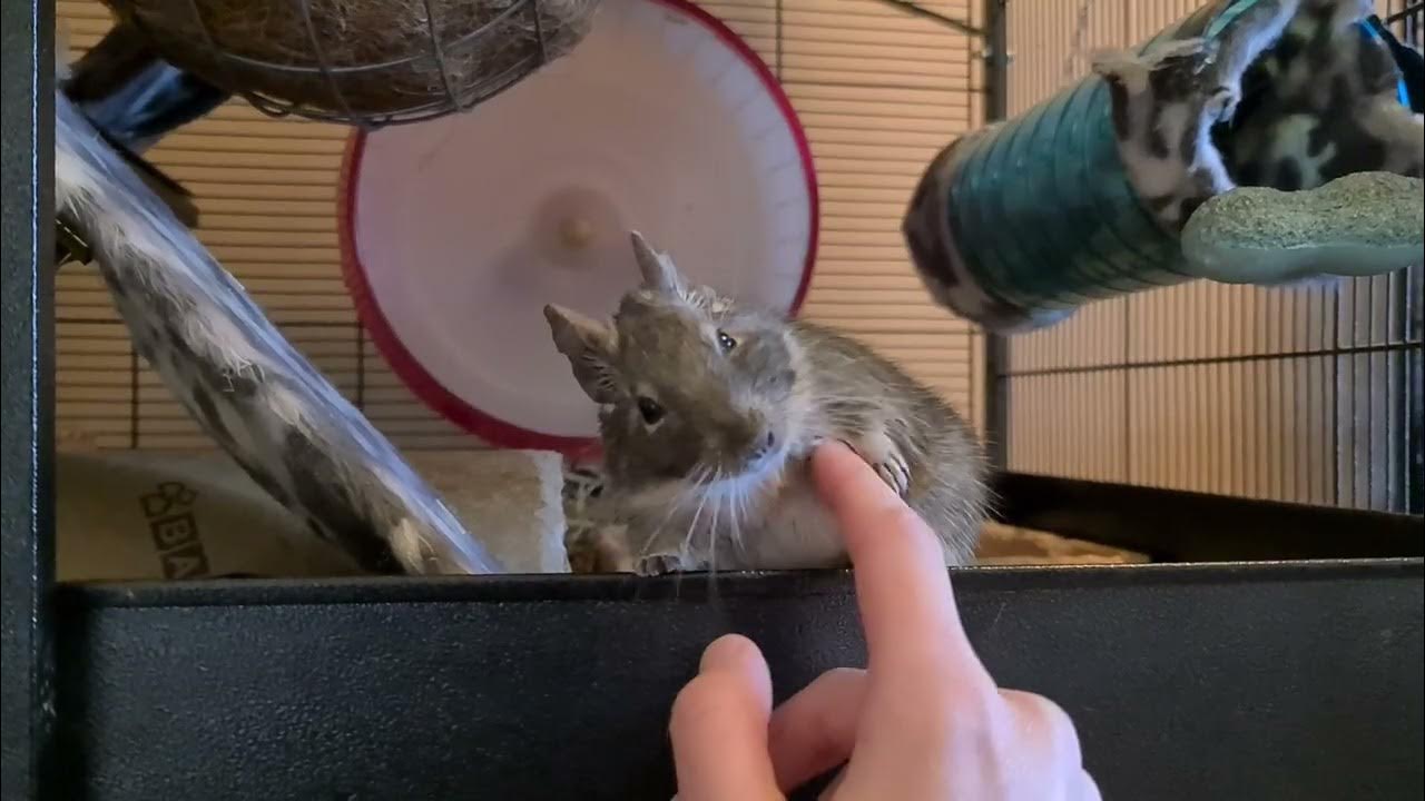 Saying hello to degu Joanna with some scratches - YouTube