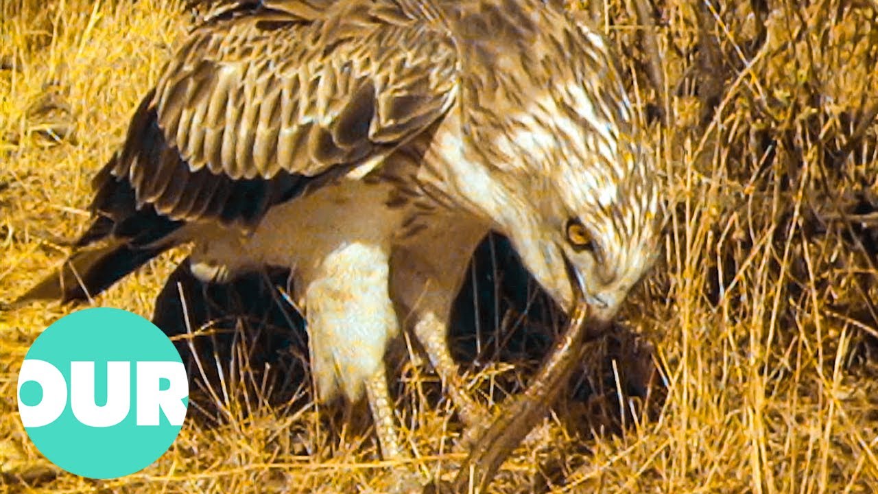 The Hunter Becomes The HUNTED (Bird vs Snake vs Eagle) | Our World ...