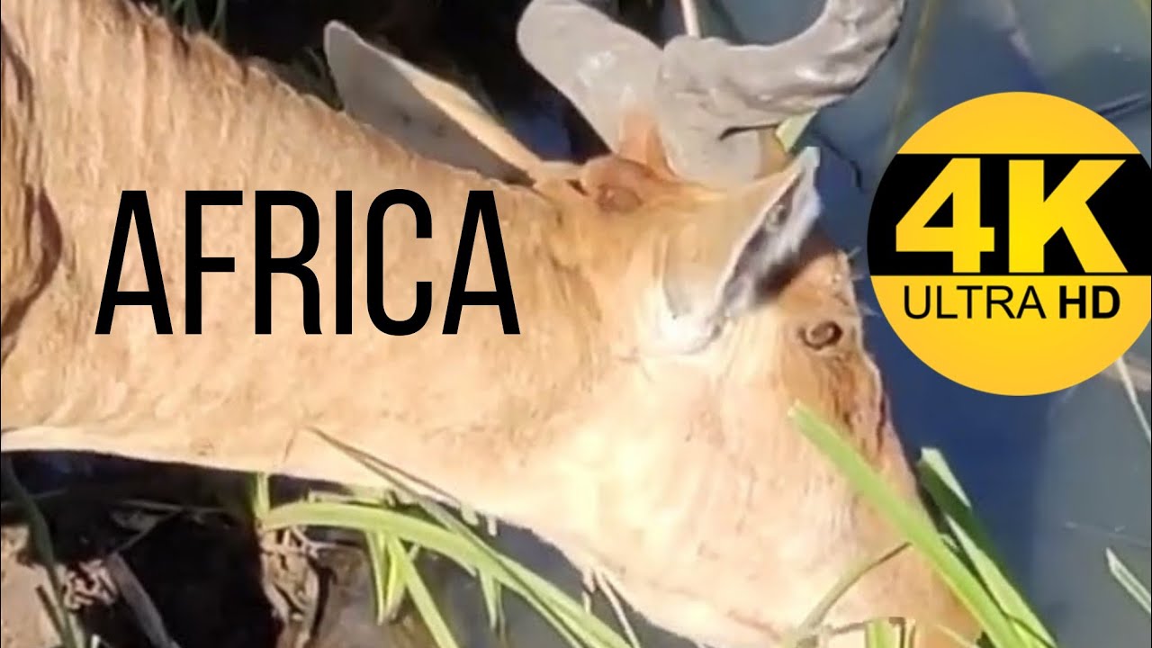 Animal Planet 4K - Scenic Wildlife film With Inspiring Music - YouTube