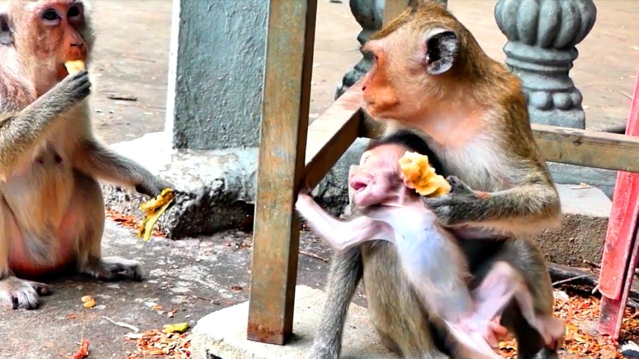 Baby Rartin disappears, Mom cries hungry - but when he sees Mom, he ...