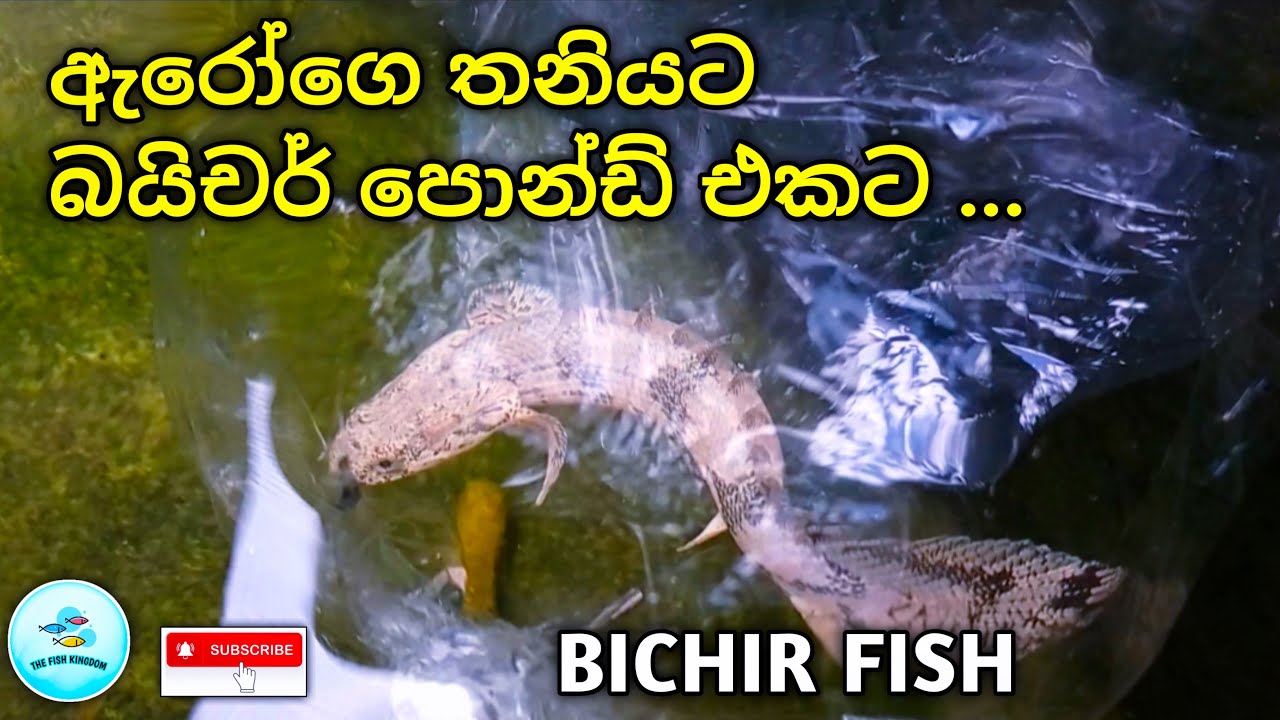 ඇරෝගෙ තනියට බයිචර් පොන්ඩ් එකට 🌊 ️ MY BICHIR FISH 😍☘️ - YouTube
