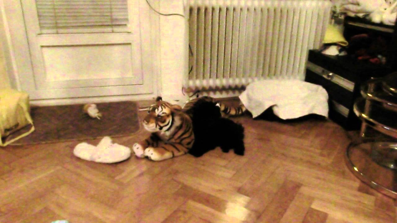Dog humps tiger! - YouTube