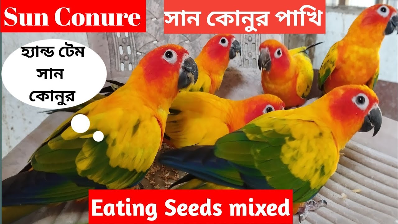 Sun Conure Eat Occasionally seed mixes - YouTube