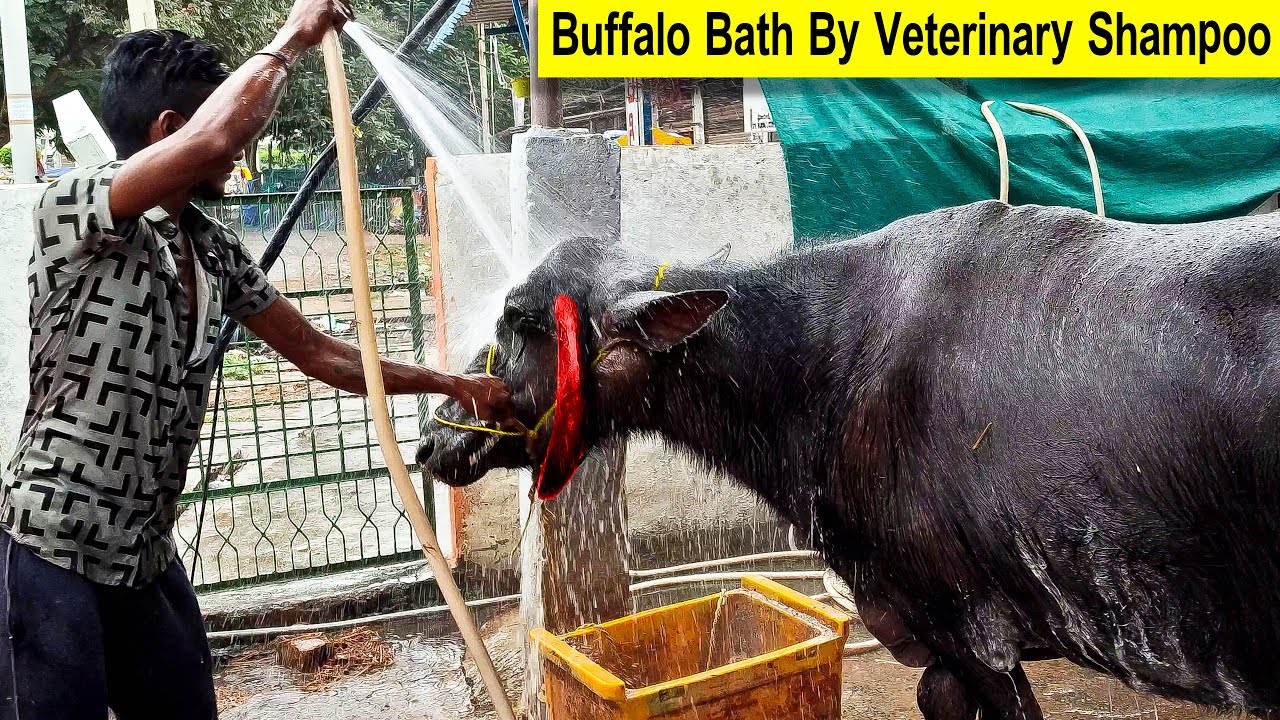 Beautiful Mini Buffalo | Buffalo Wash & Clean By Veterinary Shampoo ...