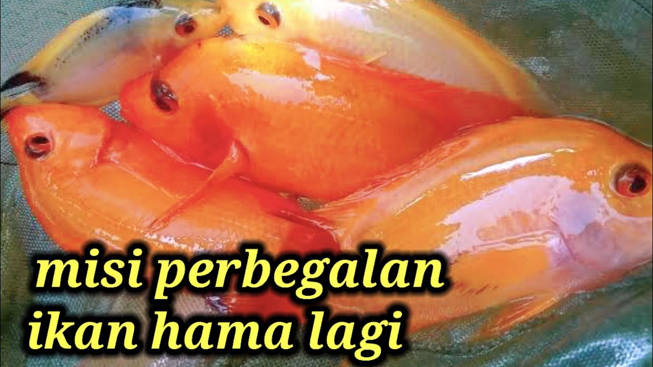 danau full ikan hama - MANCING IKAN HAMA RED DEVIL NAHOL - YouTube