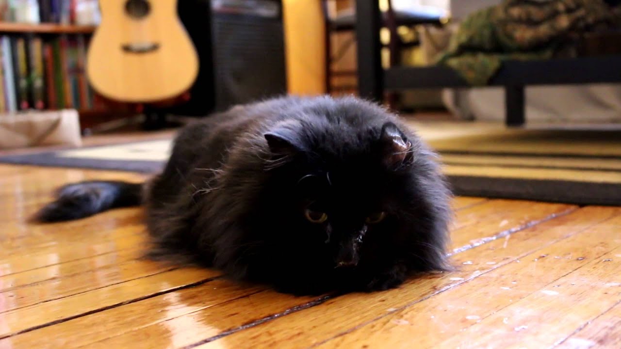 Secret Agent Cat - YouTube