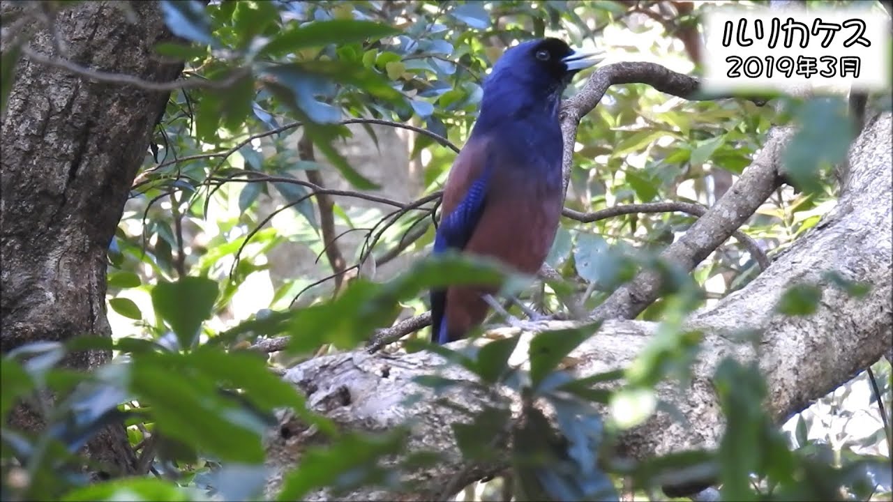ルリカケス Amami jay (Garrulus lidthi)【天然記念物】【IUCN R.L. VU】 - YouTube